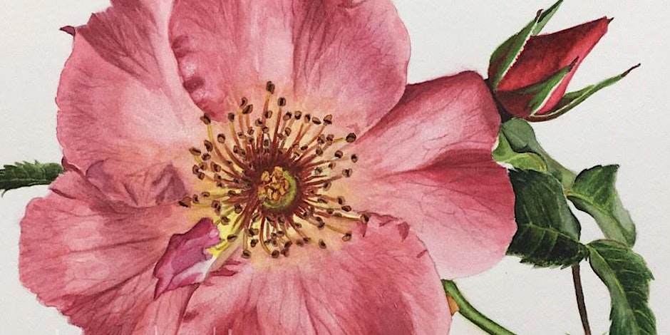 Prairie Rose Watercolor Class - Long X Arts Foundation